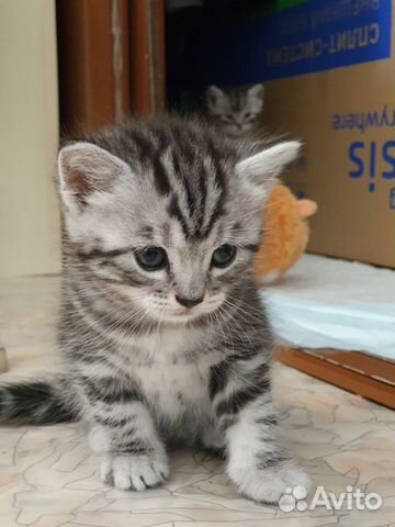 Шотландские котята