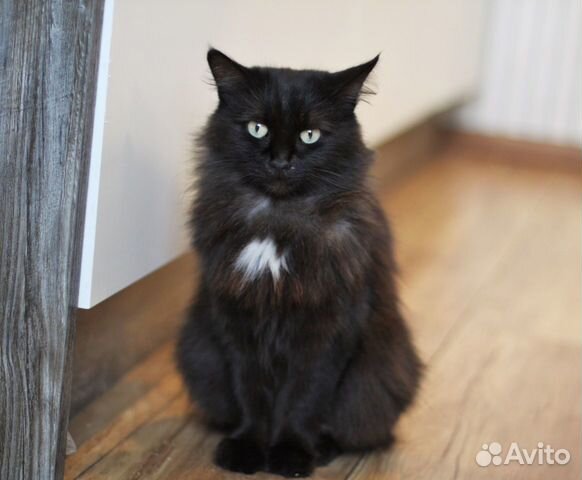 Кошка Кисонька