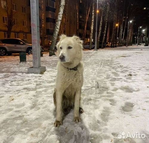 Собака алабай 2 года