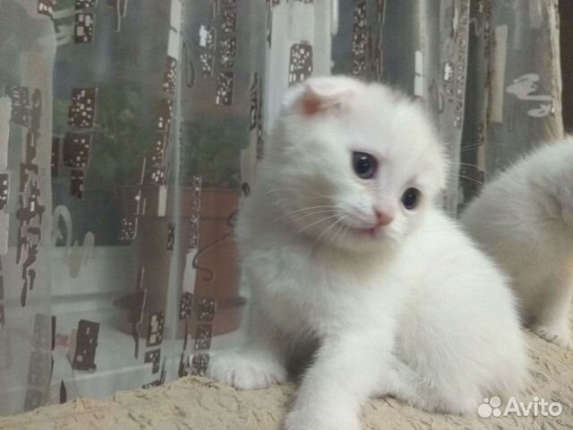 Смесь британца с сибирской ангорой (мама)