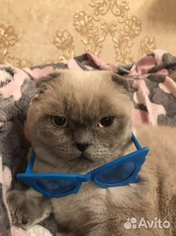 Кот