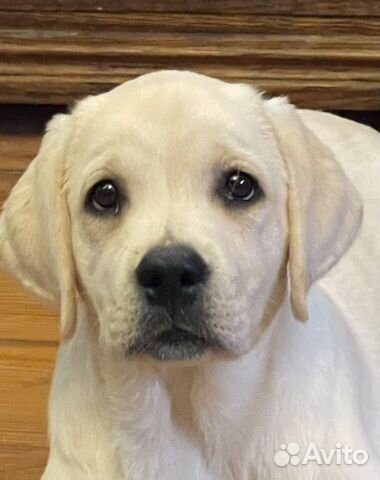 Нежно-кремовая принцесса