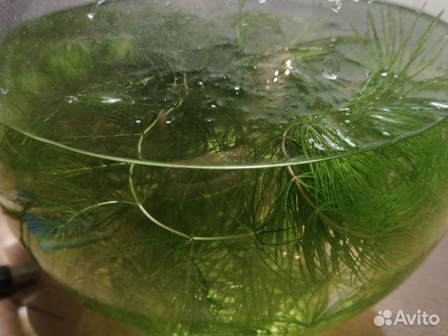 Аквариумные растения