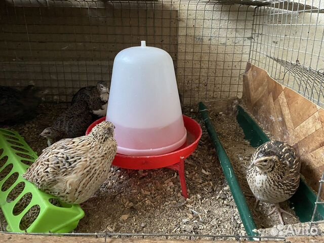 Продам перепёлок