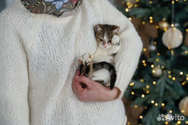 Котёнок. Умная и Безумно Ласковая Малышка ищет Дом