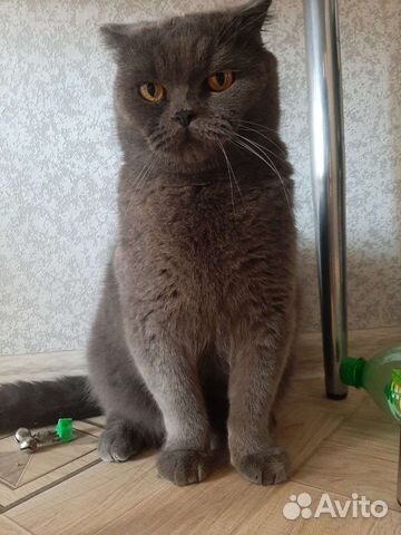Британский вислоухий кот отдам бесплатно