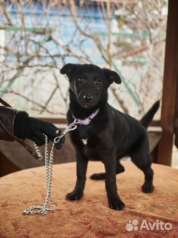 Щенок в добрые руки