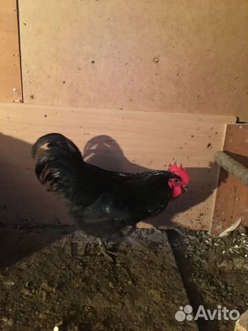 Петушки синь синь дянь