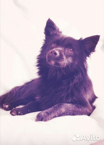 Марвэл- коротколапик