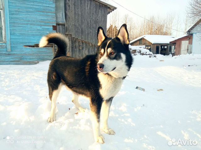 Собака-чудо