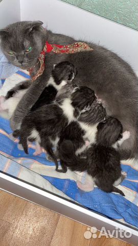 Кошки вислоухие британец