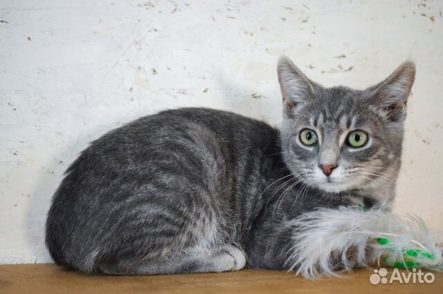 Котенок Каспер