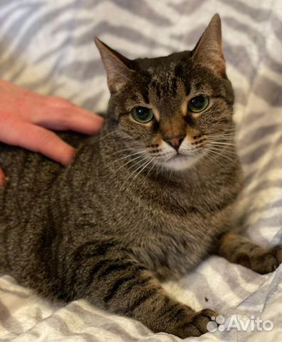 Кошка в дар