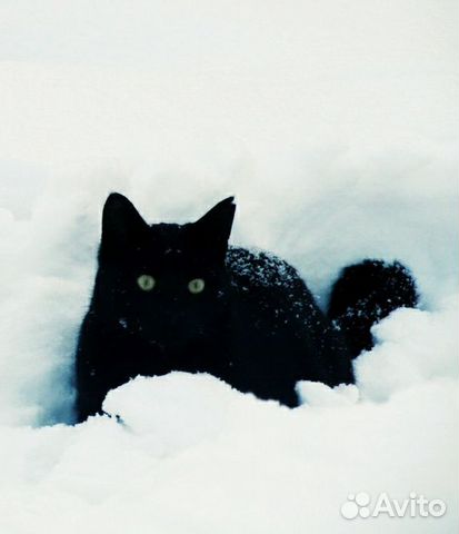 Чёрный котенок замерзнет на улице