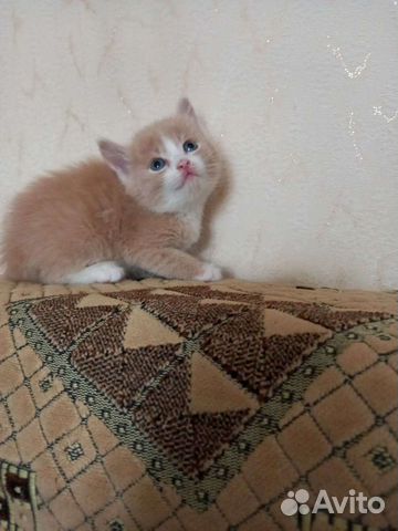 Двухмесячные котята ищут новый дом