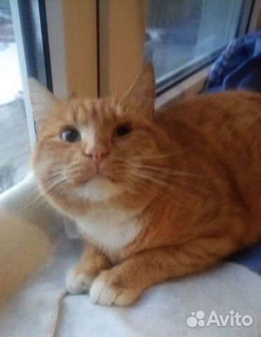 Кошки бесплатно