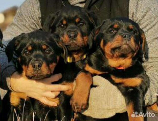 Щенки ротвейлера