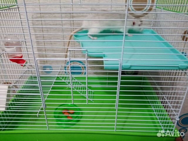 Крыса с клеткой