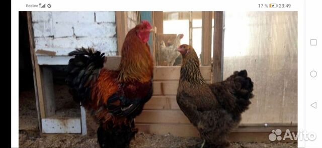 Брама куропатчатая