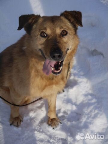 Собака в добрые руки