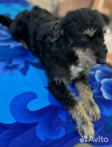 Отдаю прелестную Люсю Бровкину в дар