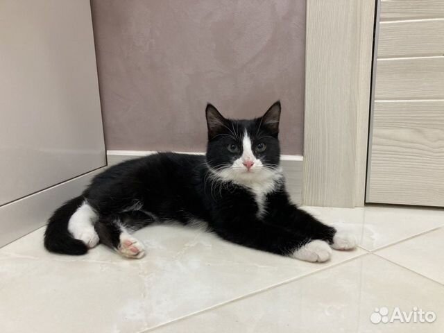 Котенок, ласкуша, мальчик