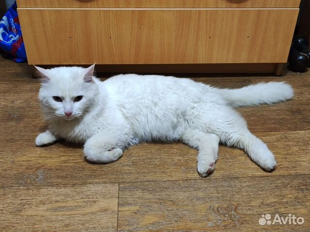 Отдам кота в добрые руки