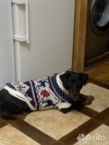 Вязка кобель