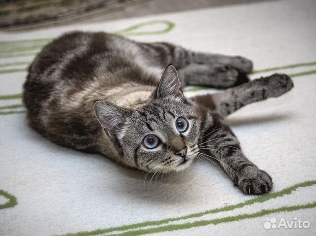 Шикарная кошечка Сарочка (1,5 года) ищет дом