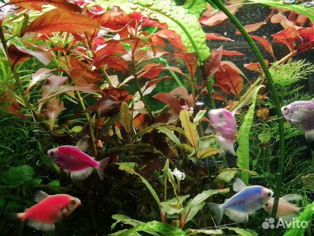 Людвигия рубин