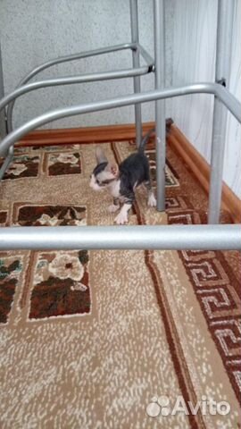 Котята сфинкс браш