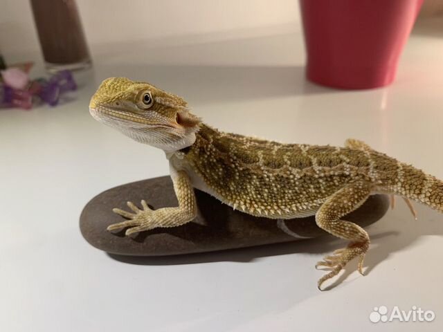 Агама бородатая самка 5 месяцев