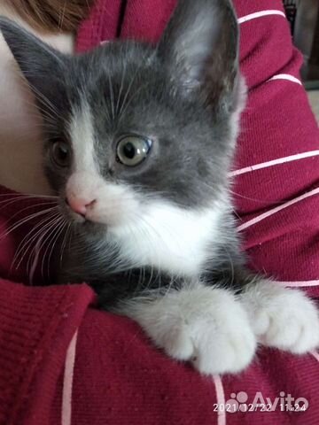 Котёнок девочка
