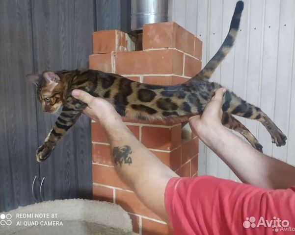 Бенгальские котята