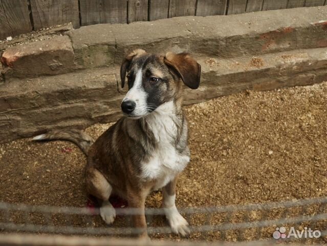 Щенки-подростки бесплатно в добрые руки