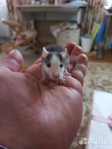 Крыса дамбо