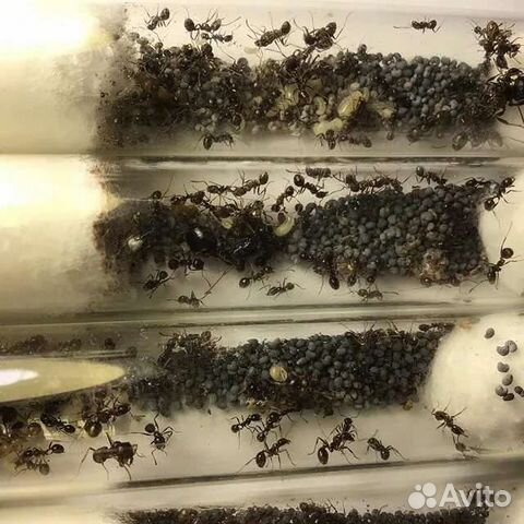 Муравьи для фермы/Жнецы