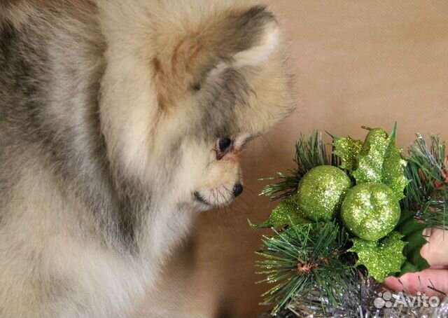 Щенки малого шпица девочка оранж соболь