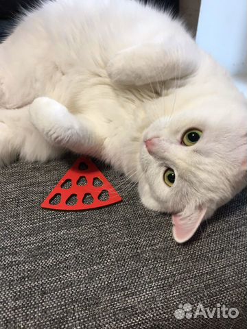 Отдам в добрые руки красавицу кошку