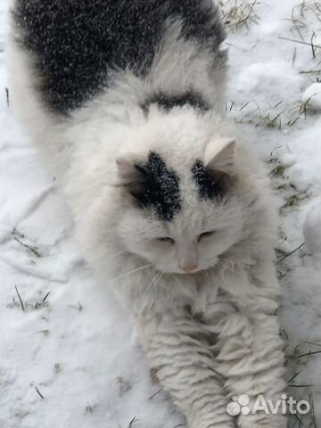 Кот замерзает.Ищем дом смышленому малышу