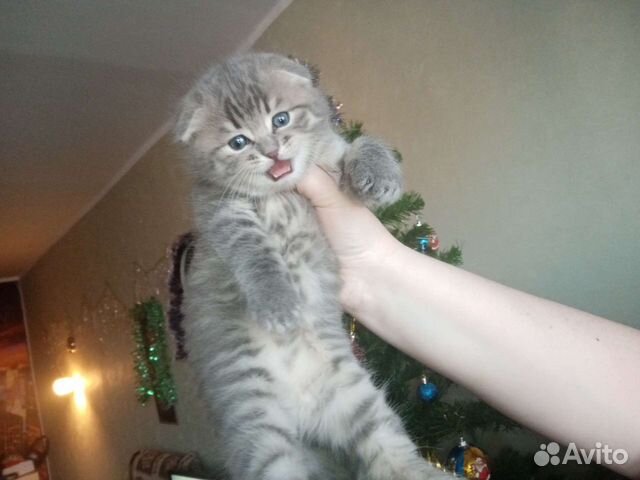 Шотландские котята