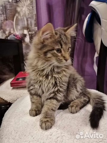 Маленькая рысь