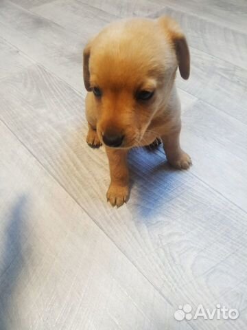 Щенки метисы маленькой породы