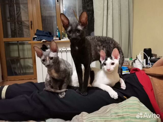 Корниш-рекс бесплатно