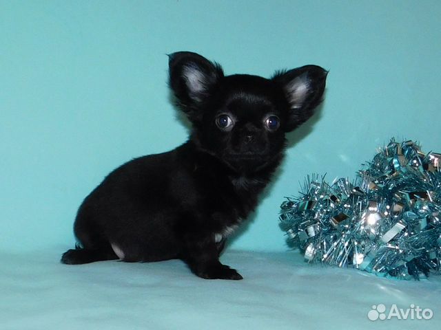 Ночка-девочка чихуахуа