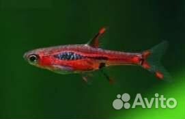 Расбора бригитты рыбка