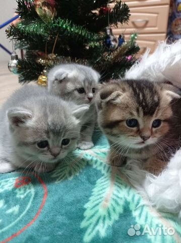Котята шиншиллята