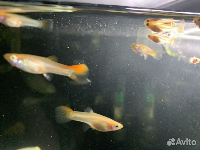 Аквариумные рыбки гуппи