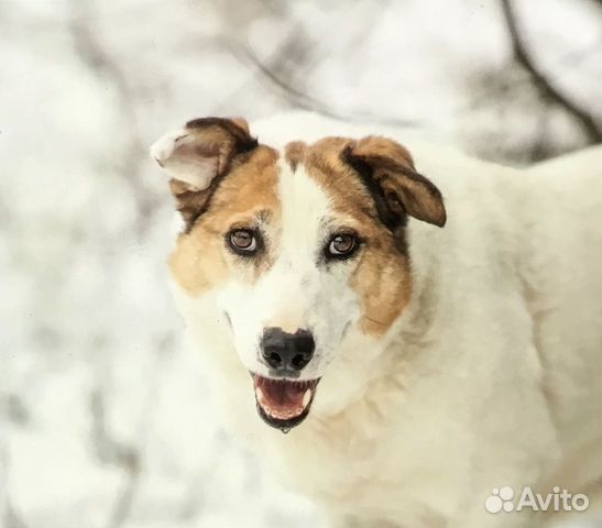 Сандра мечтает стать домашней любимицей