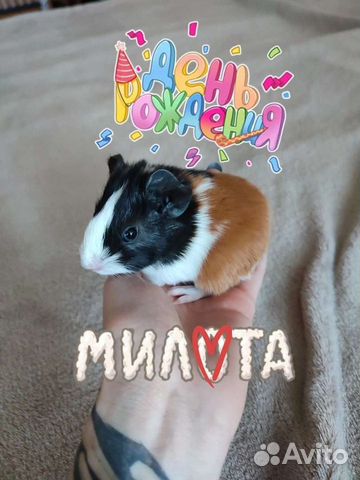 Морские свинки
